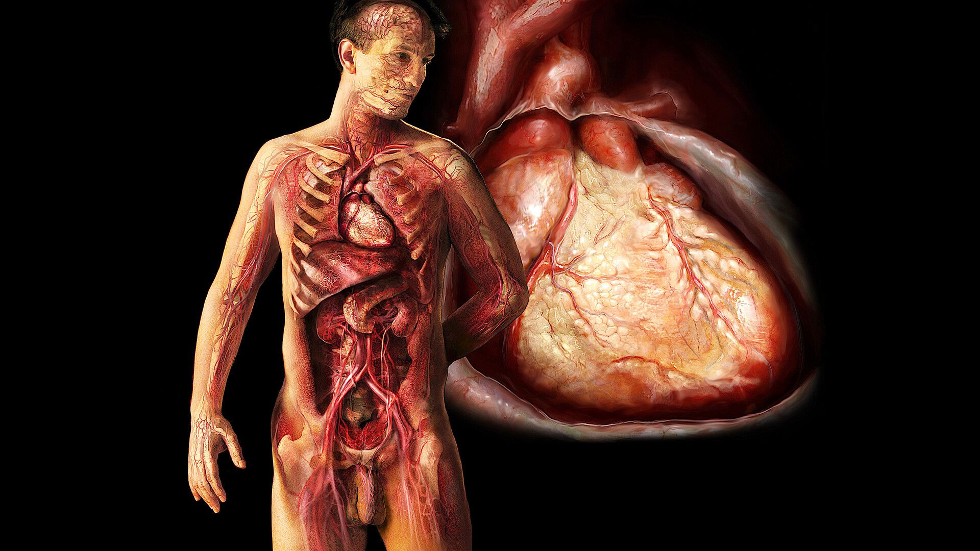 Cardiovascular System Wallpapers - Top Free Cardiovascular System Backgrounds - WallpaperAccess