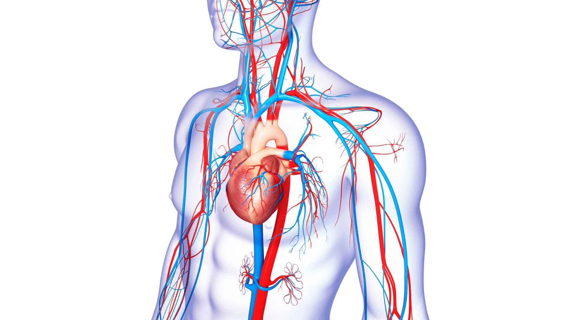 Cardiovascular System Wallpapers - Top Free Cardiovascular System ...