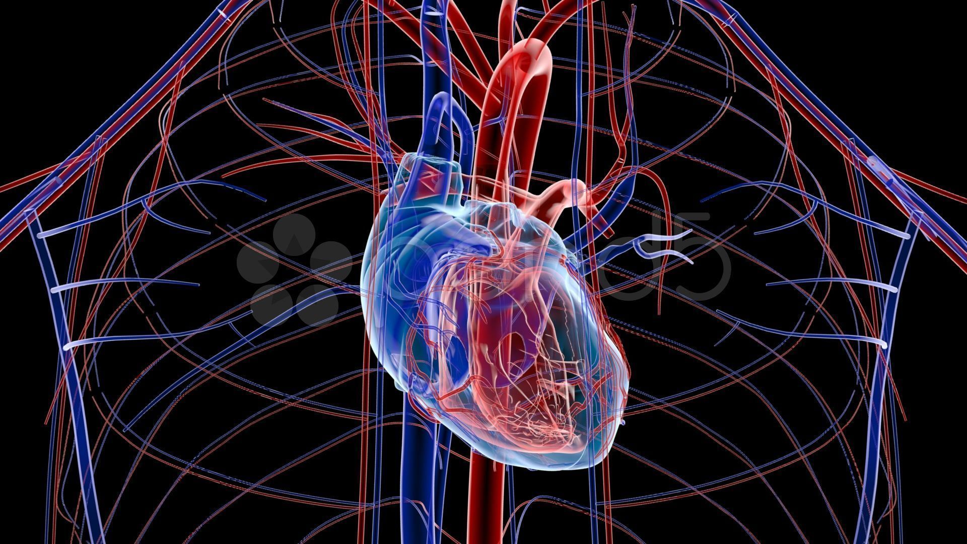 Cardiovascular System Wallpapers - Top Free Cardiovascular System ...