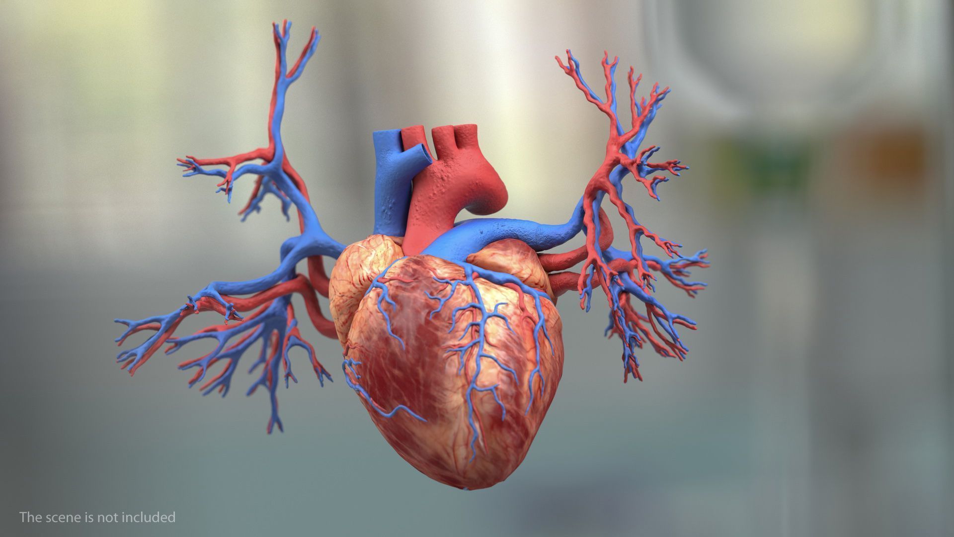 Cardiovascular System Wallpapers - Top Free Cardiovascular System ...