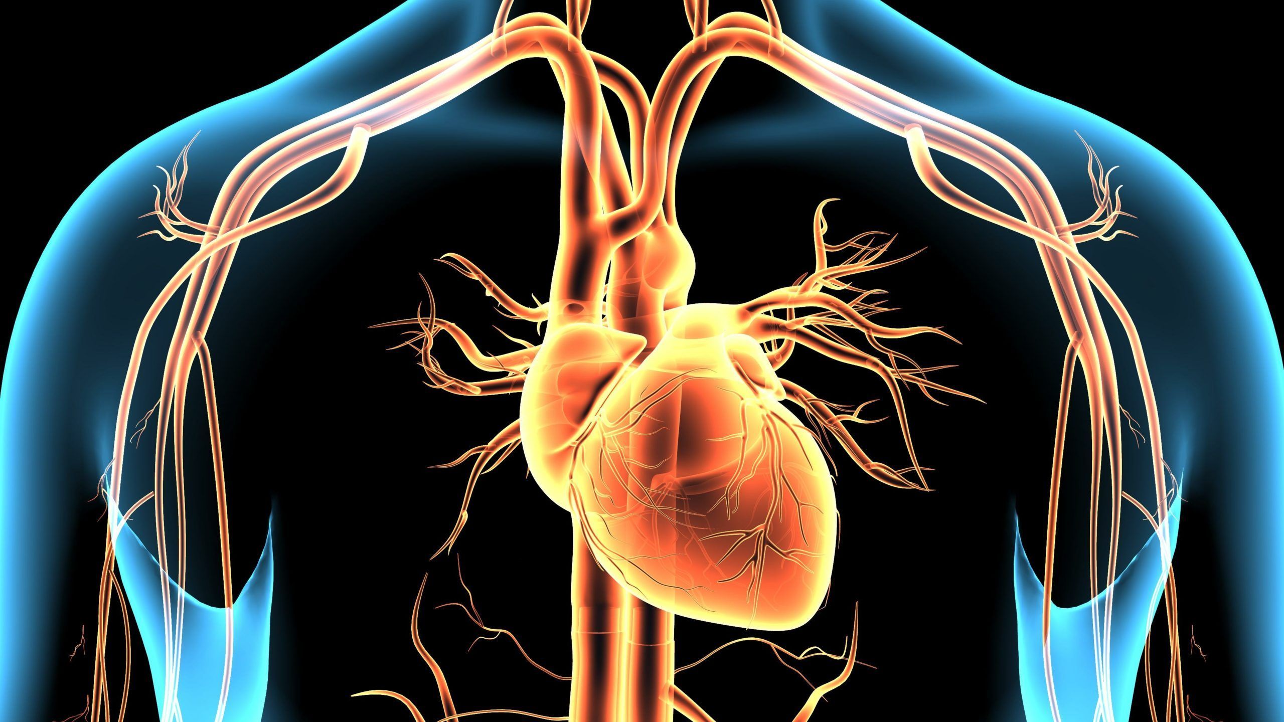 Cardiovascular System Wallpapers - Top Free Cardiovascular System ...