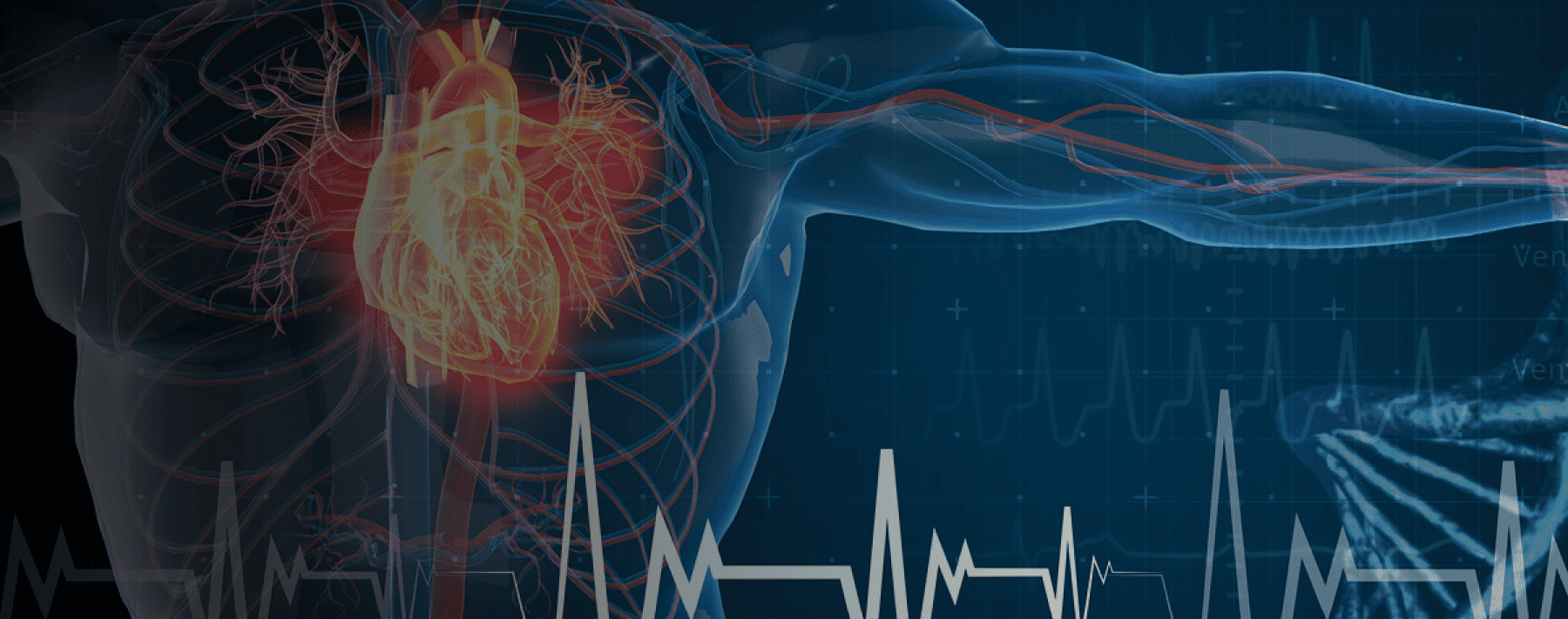 Cardiovascular System Wallpapers - Top Free Cardiovascular System ...
