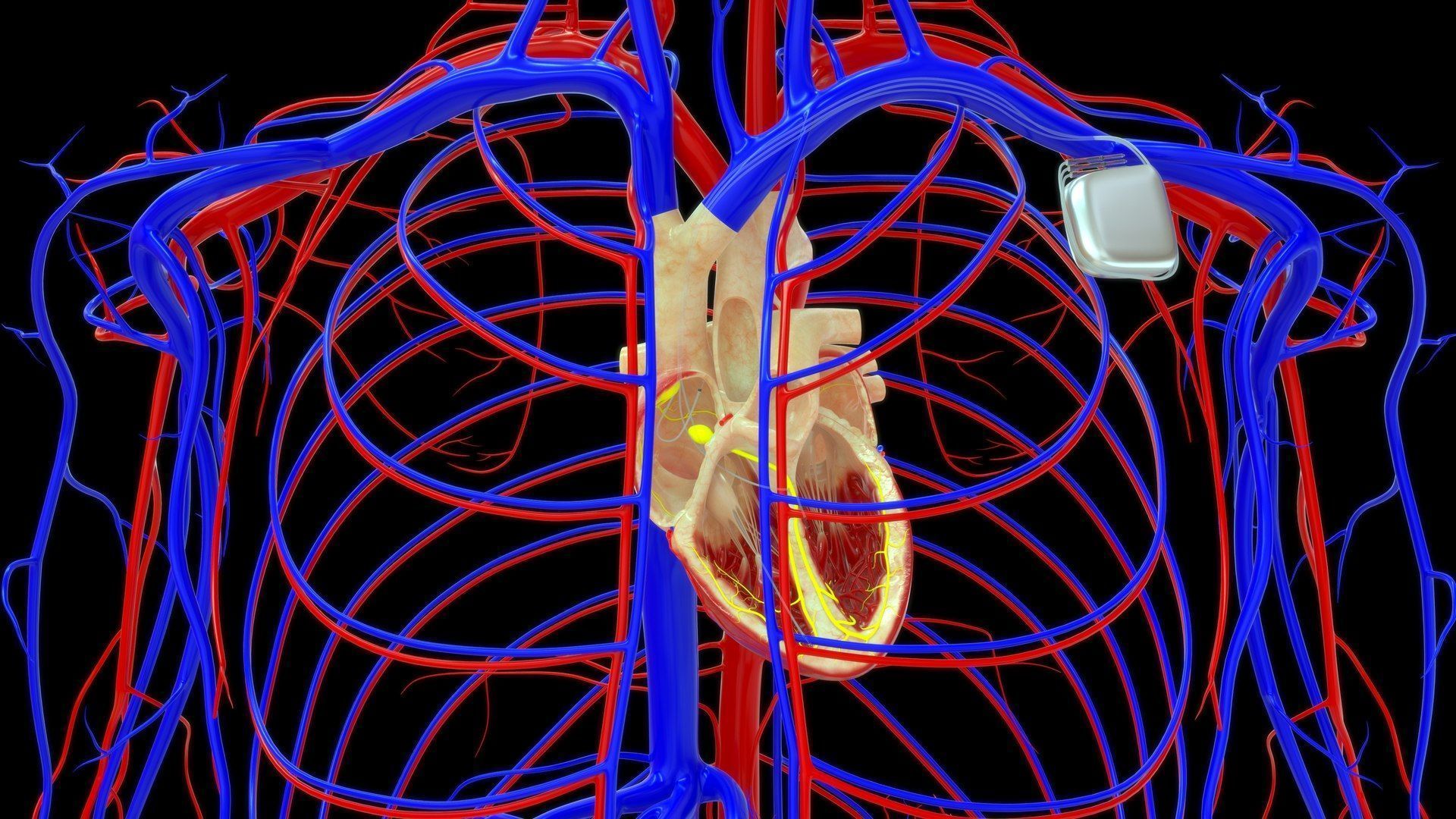 Cardiovascular System Wallpapers - Top Free Cardiovascular System ...