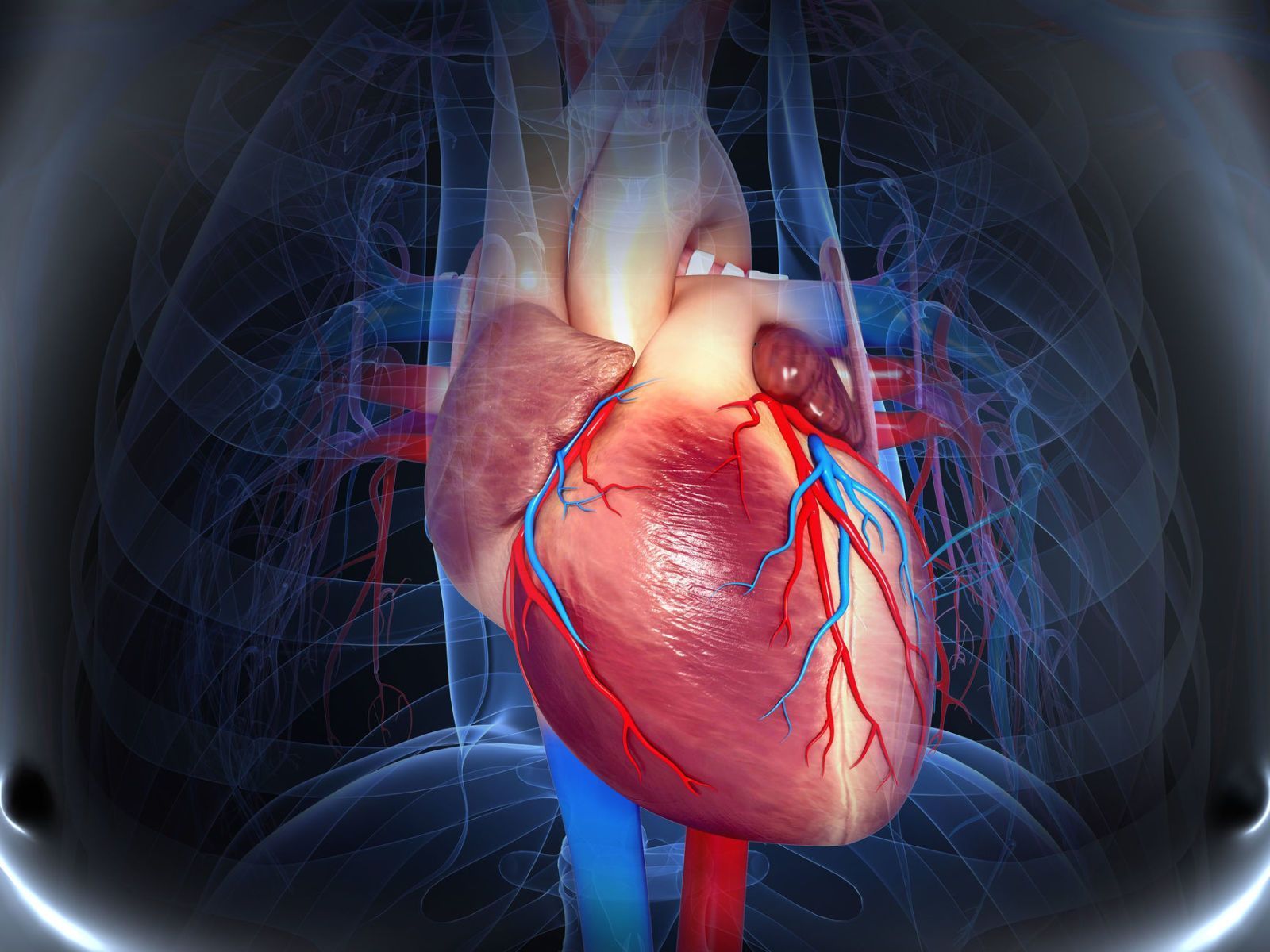Cardiovascular System Wallpapers - Top Free Cardiovascular System ...