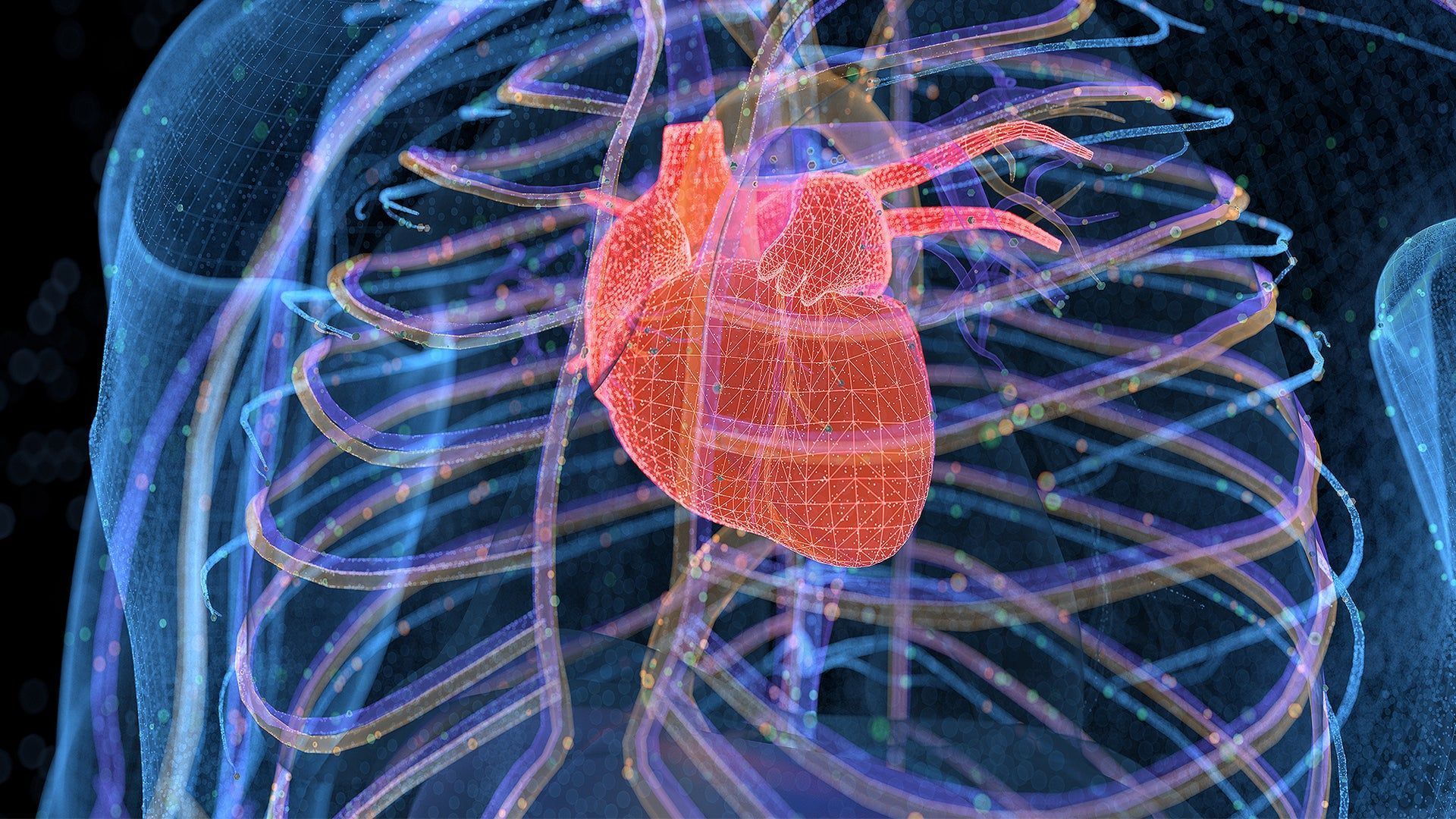 Cardiovascular System Wallpapers - Top Free Cardiovascular System ...