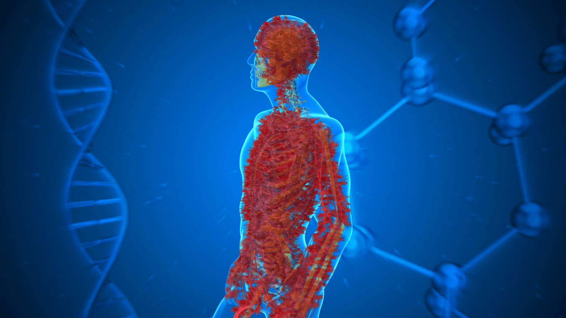 Cardiovascular System Wallpapers - Top Free Cardiovascular System ...