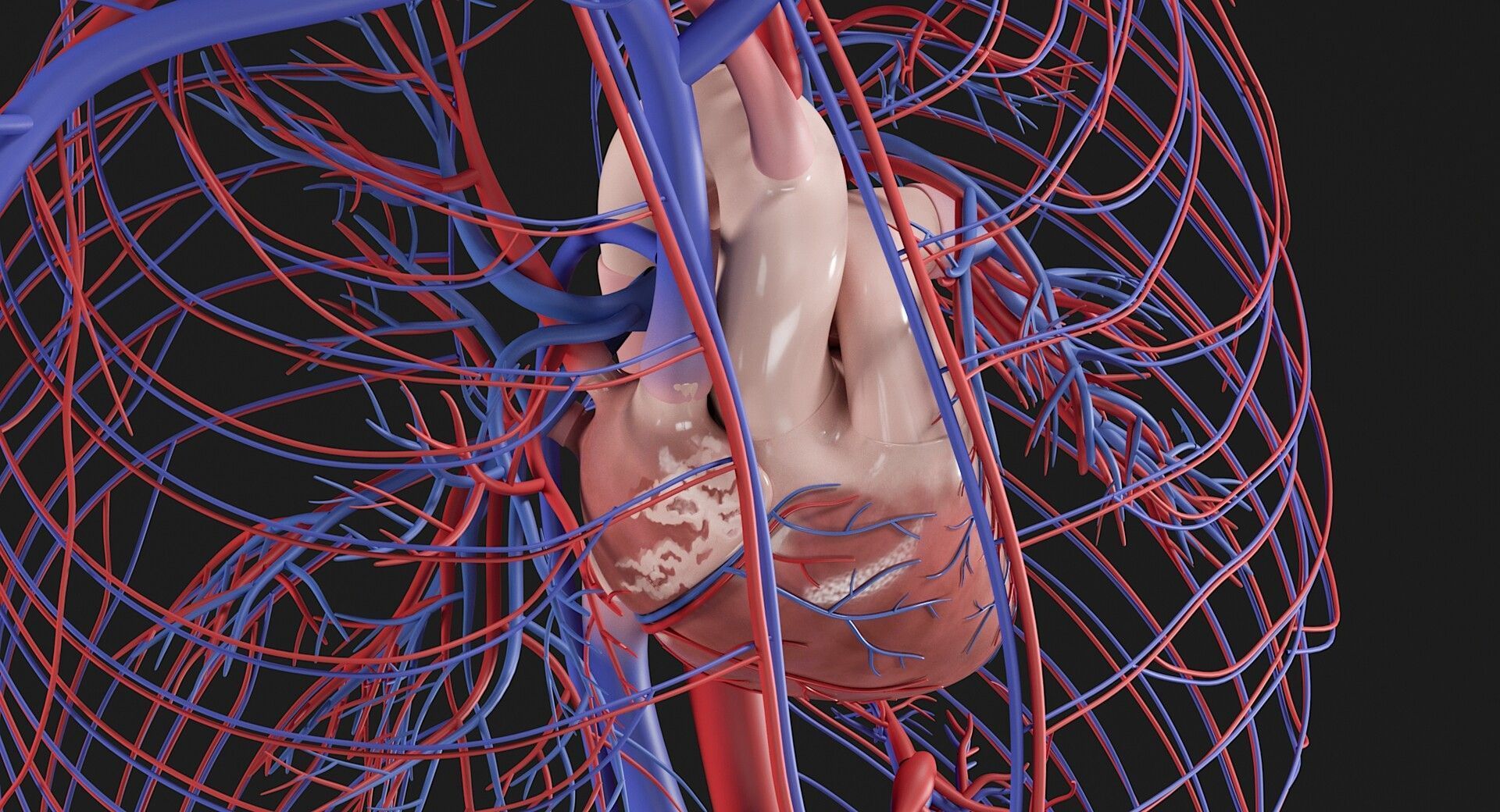 Cardiovascular System Wallpapers - Top Free Cardiovascular System ...