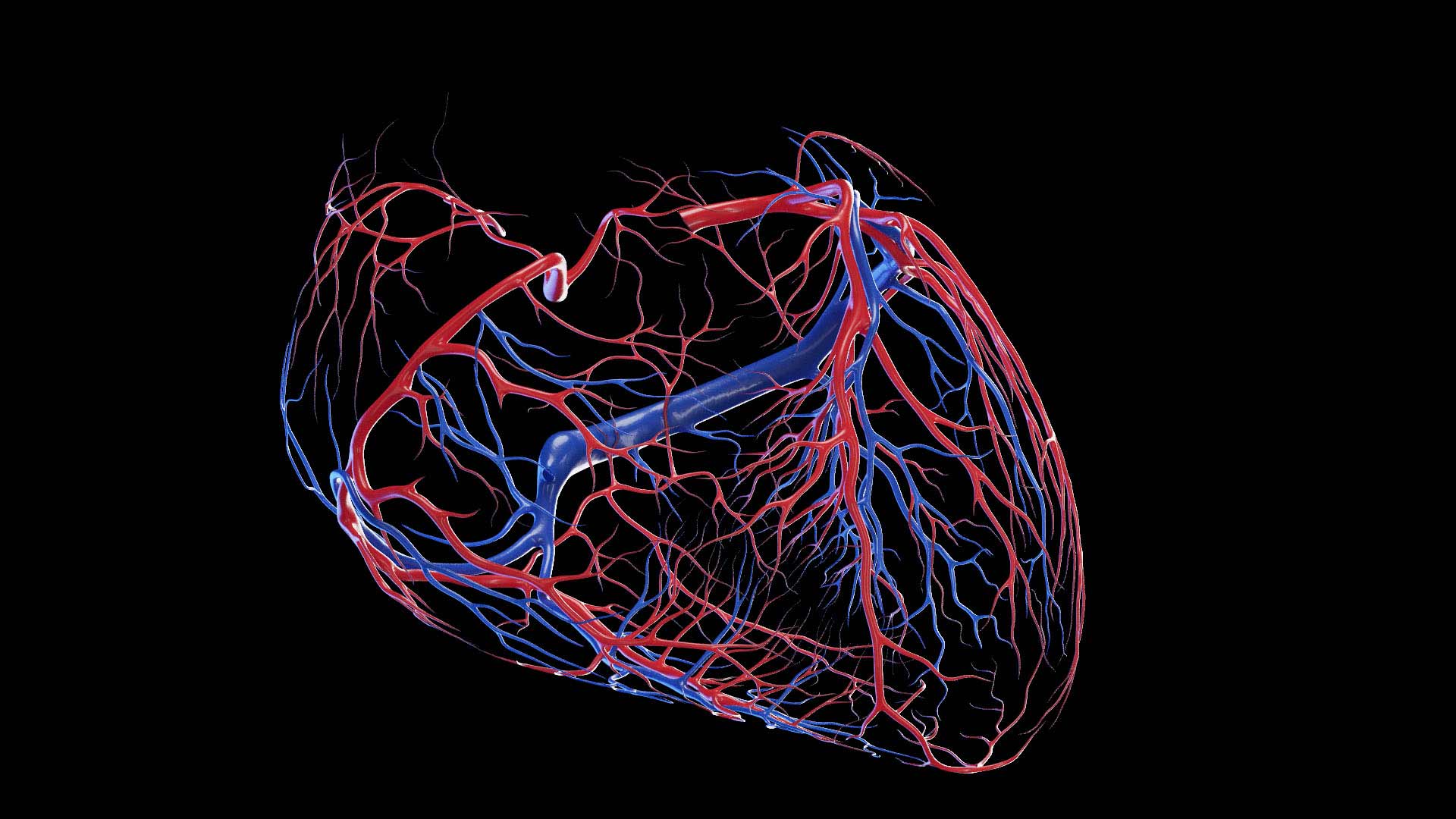 Cardiovascular System Wallpapers - Top Free Cardiovascular System ...