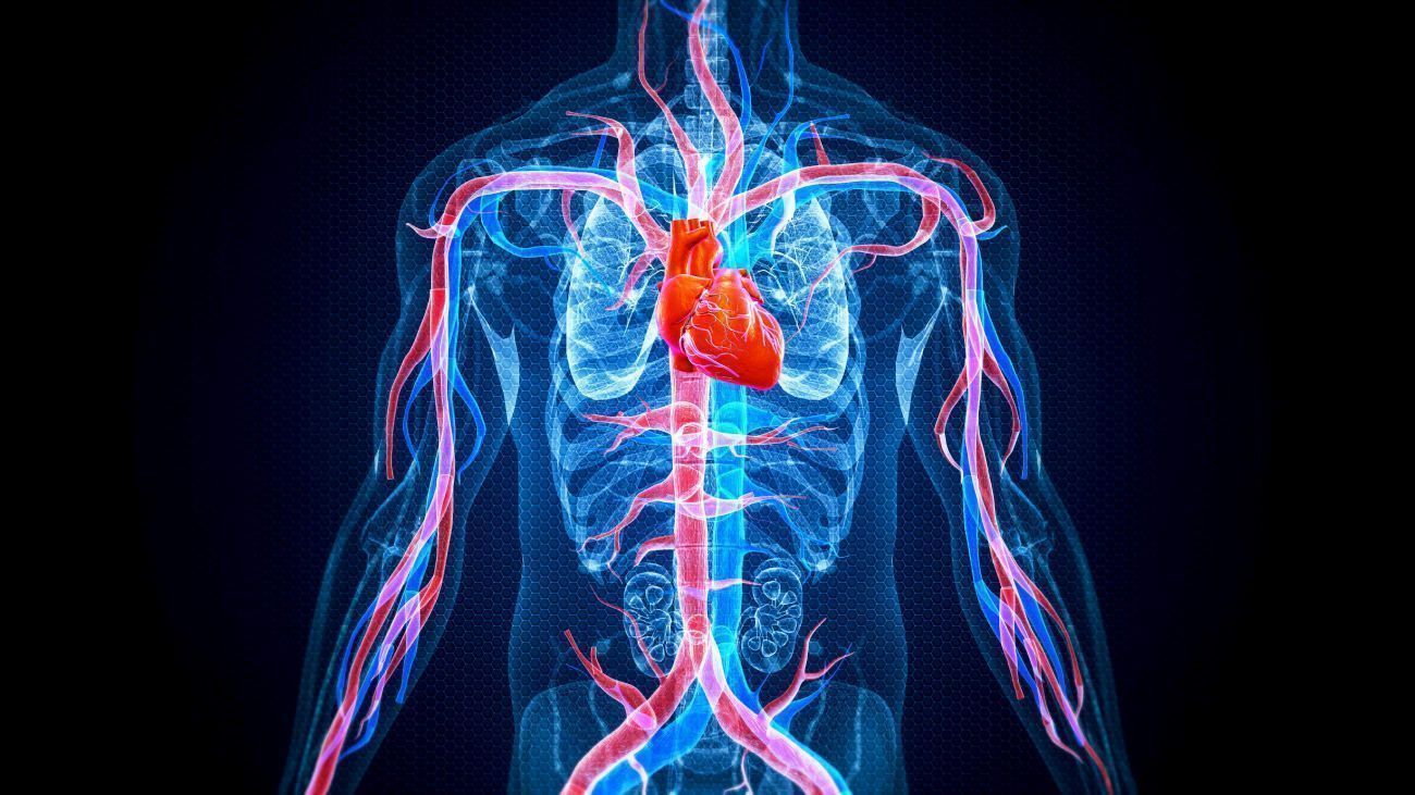Cardiovascular System Wallpapers - Top Free Cardiovascular System ...