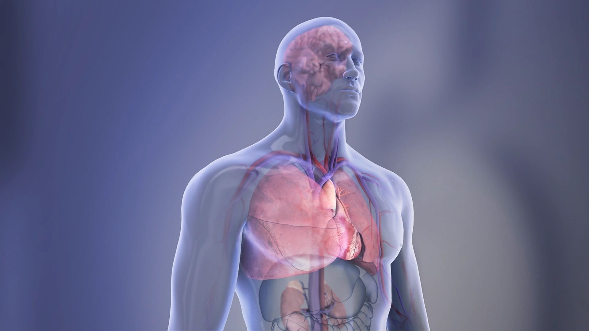 Cardiovascular System Wallpapers - Top Free Cardiovascular System ...