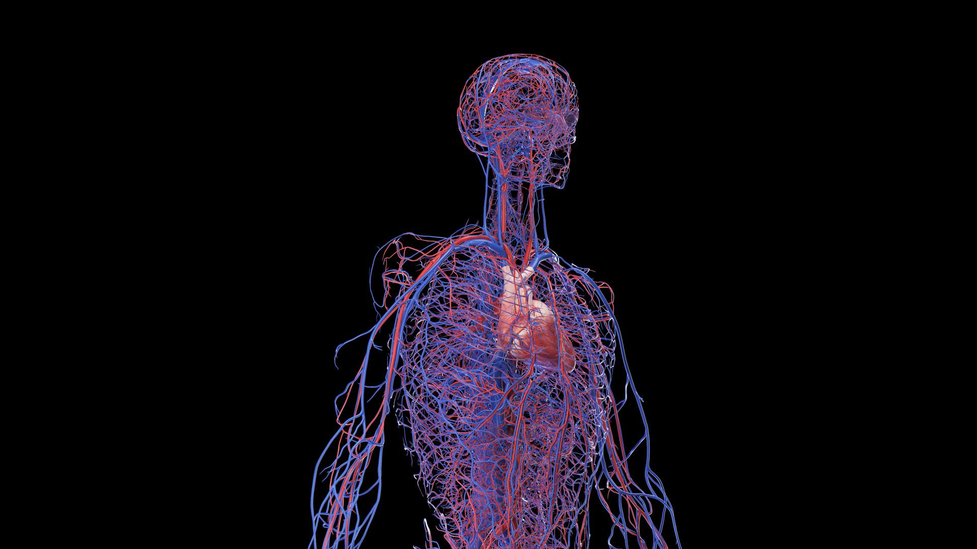 Cardiovascular System Wallpapers - Top Free Cardiovascular System ...