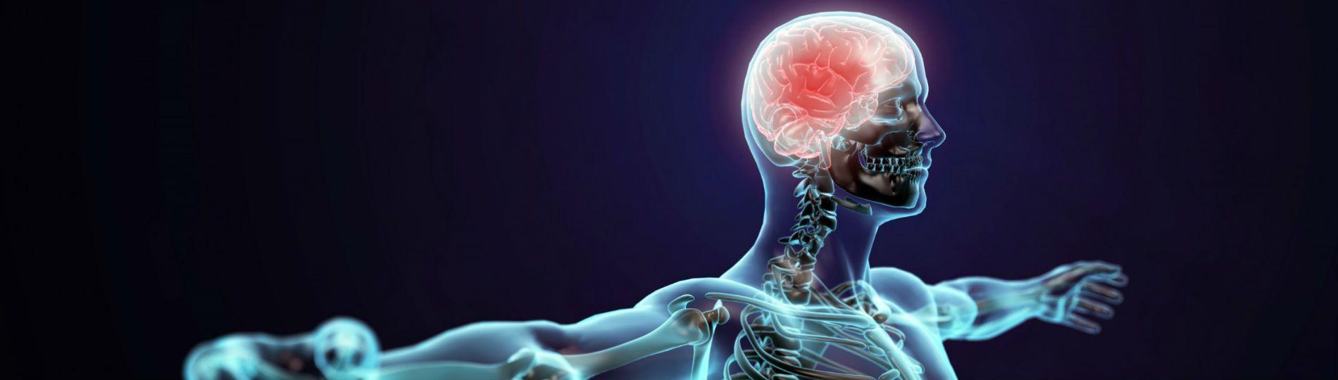 Physiology Wallpapers - Top Free Physiology Backgrounds - WallpaperAccess