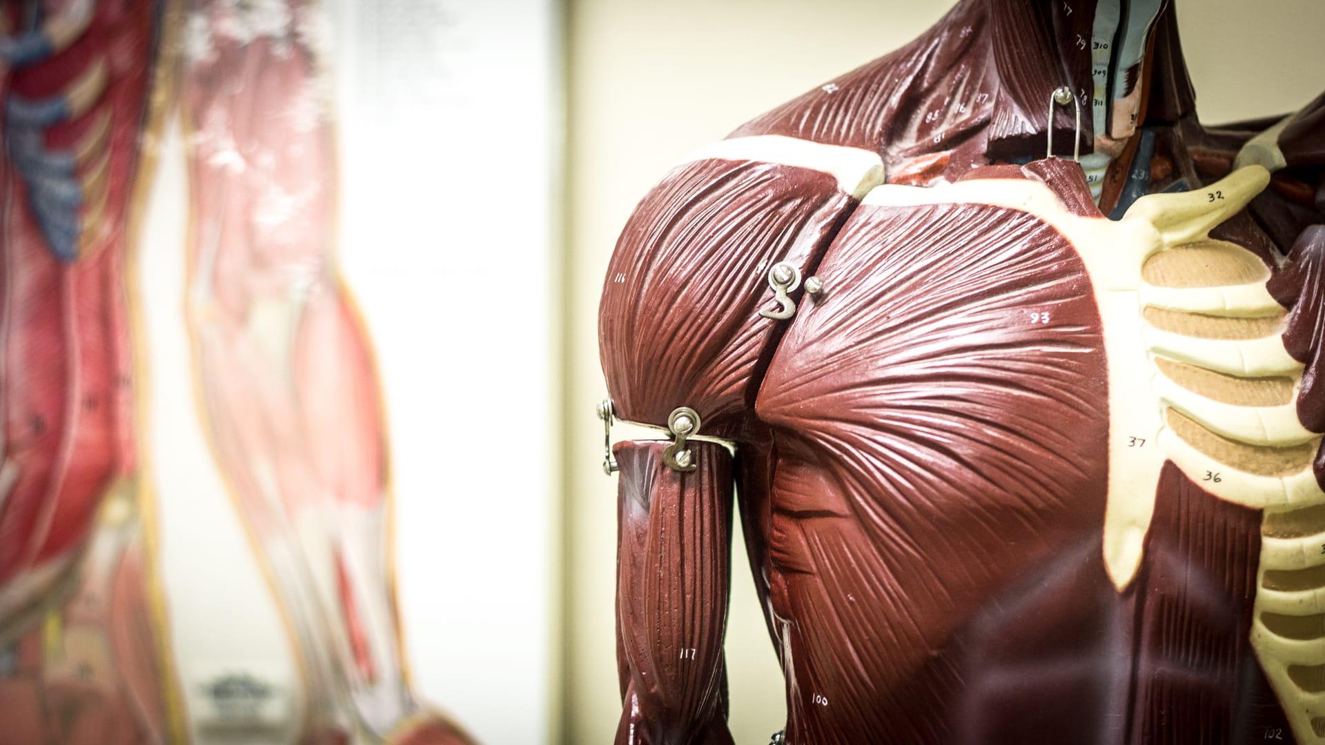 Physiology Wallpapers - Top Free Physiology Backgrounds - WallpaperAccess