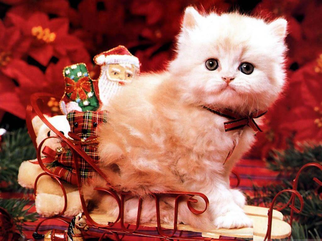 Cute Christmas Cat Desktop Wallpapers - Top Free Cute Christmas Cat ...