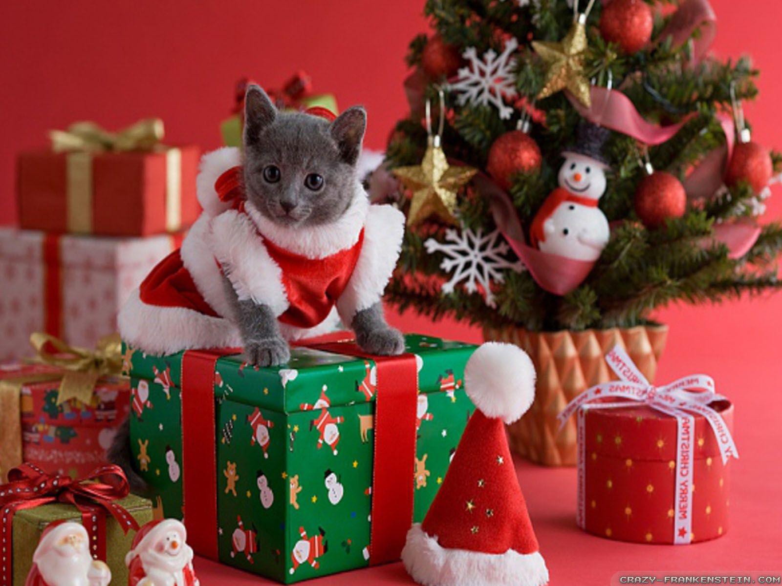 Cute Christmas Cat Desktop Wallpapers - Top Free Cute Christmas Cat ...