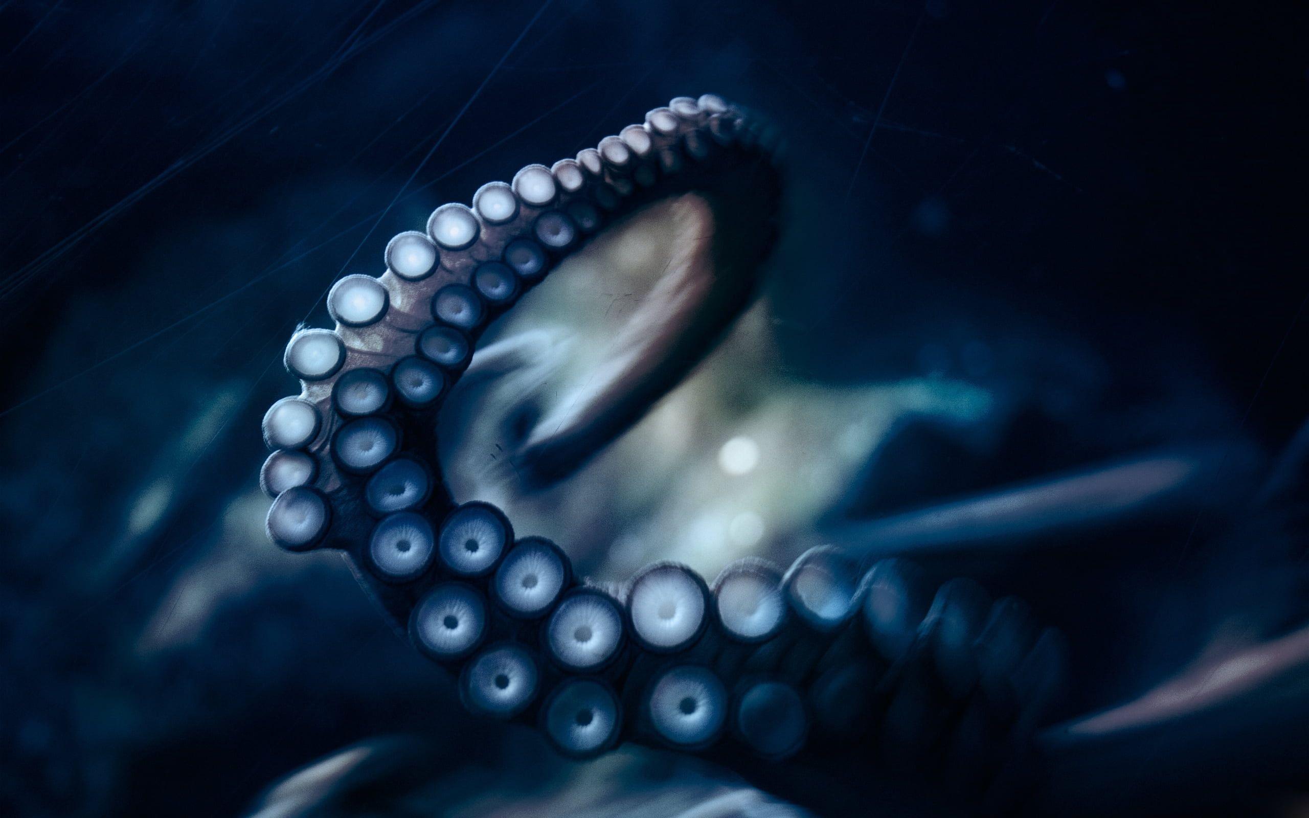 Octopus iPad Wallpapers - Top Free Octopus iPad Backgrounds ...
