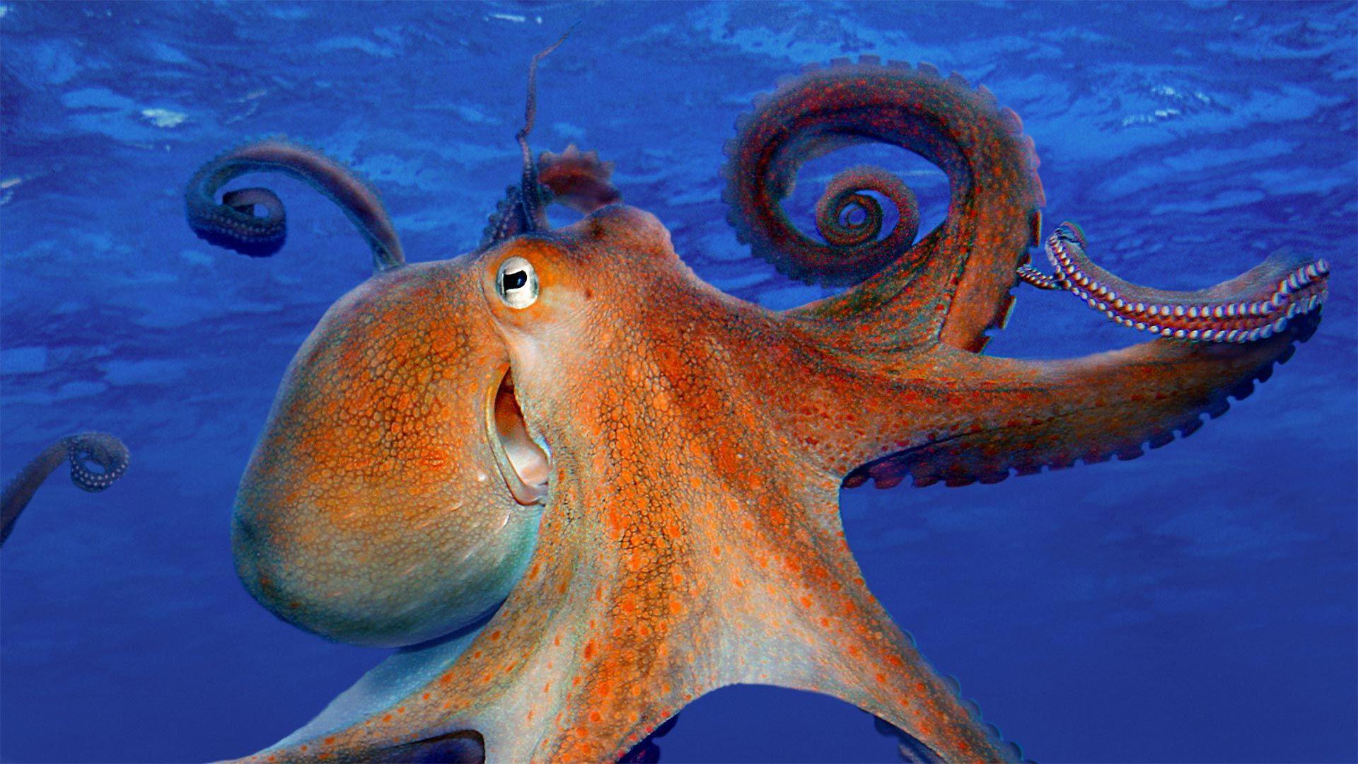 Octopus iPad Wallpapers - Top Free Octopus iPad Backgrounds ...