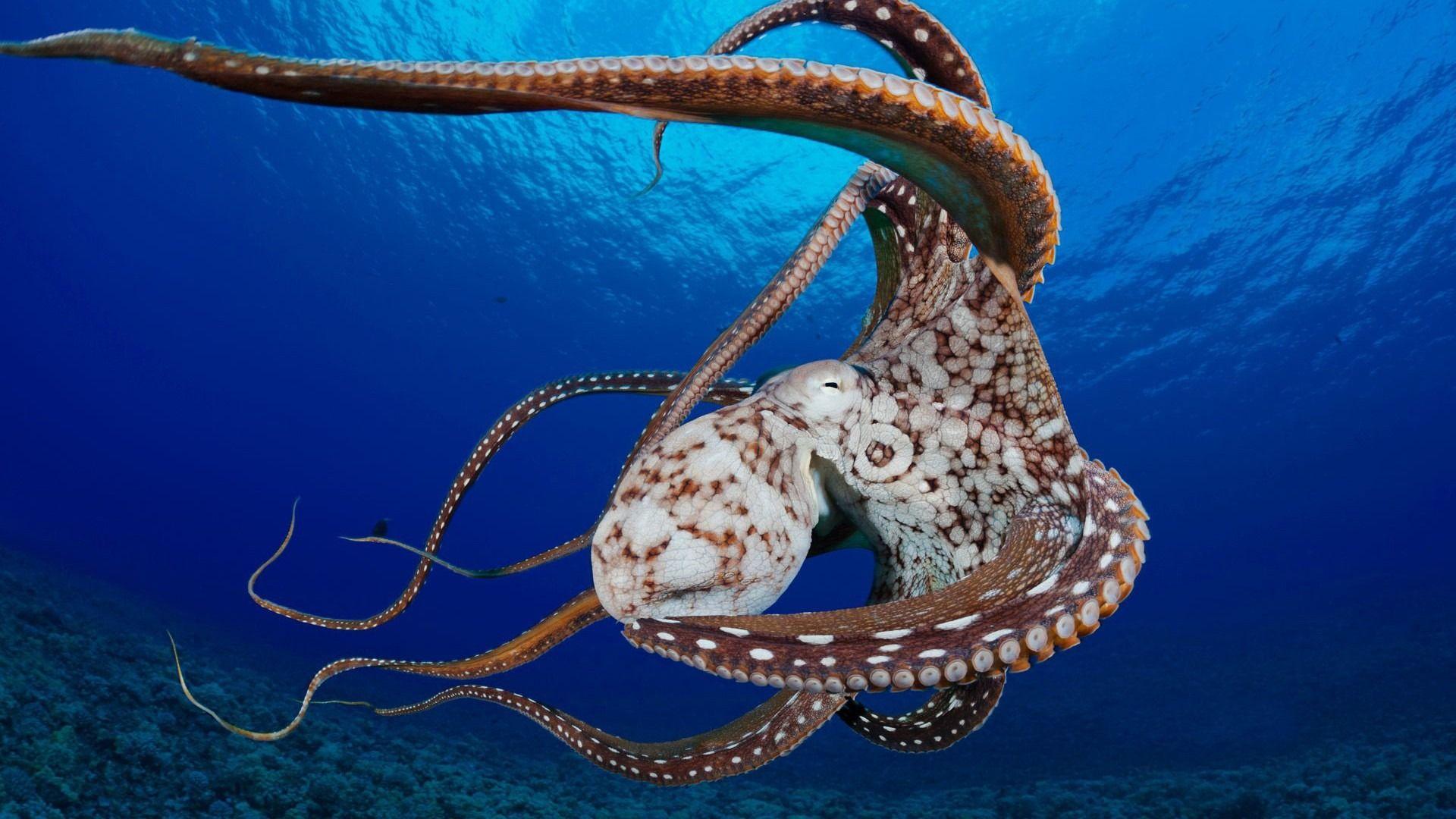 Octopus iPad Wallpapers - Top Free Octopus iPad Backgrounds ...