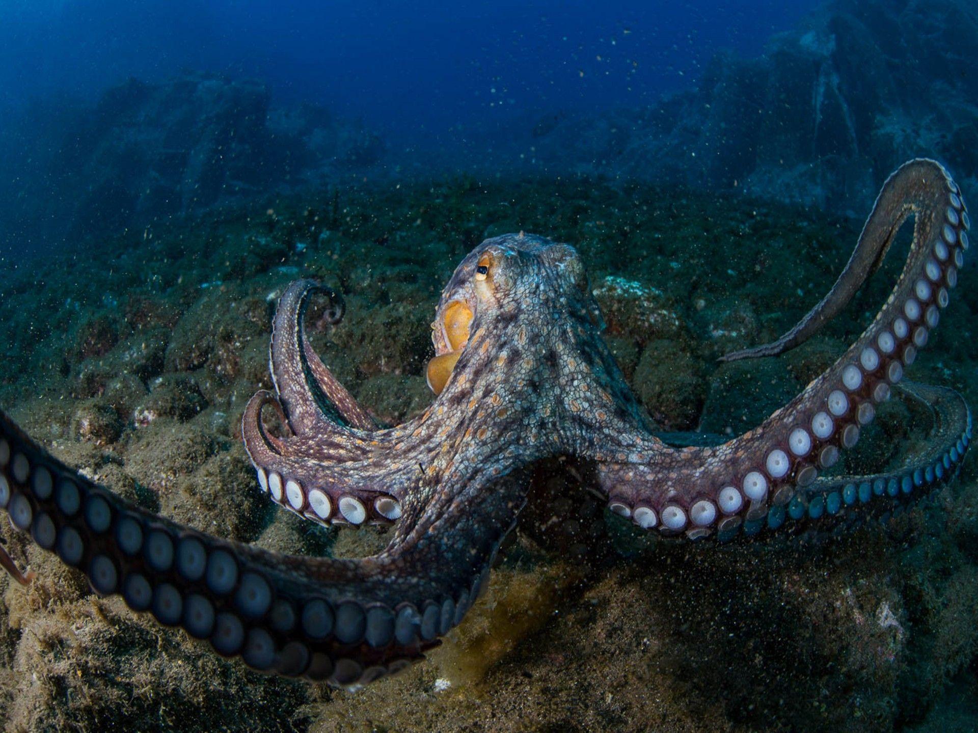 Octopus Desktop Wallpapers - Top Free Octopus Desktop Backgrounds ...