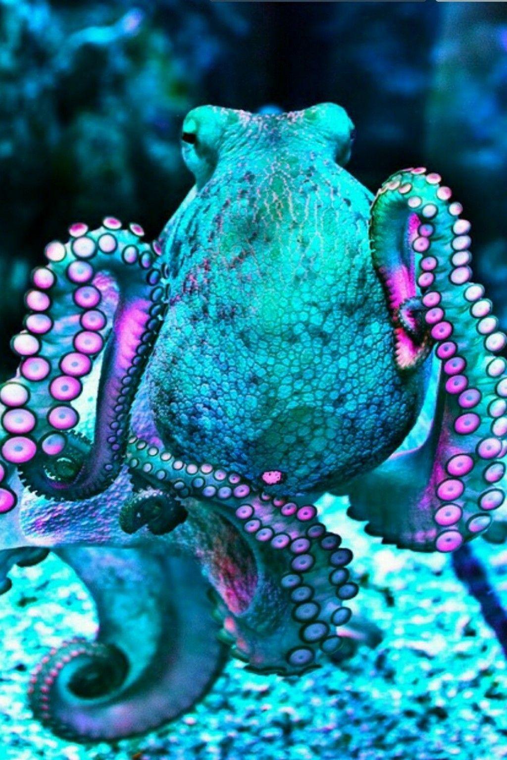Octopus iPad Wallpapers - Top Free Octopus iPad Backgrounds ...