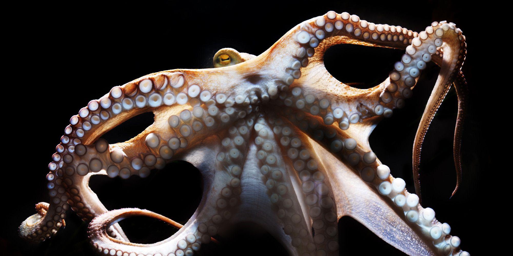 Octopus iPad Wallpapers - Top Free Octopus iPad Backgrounds ...