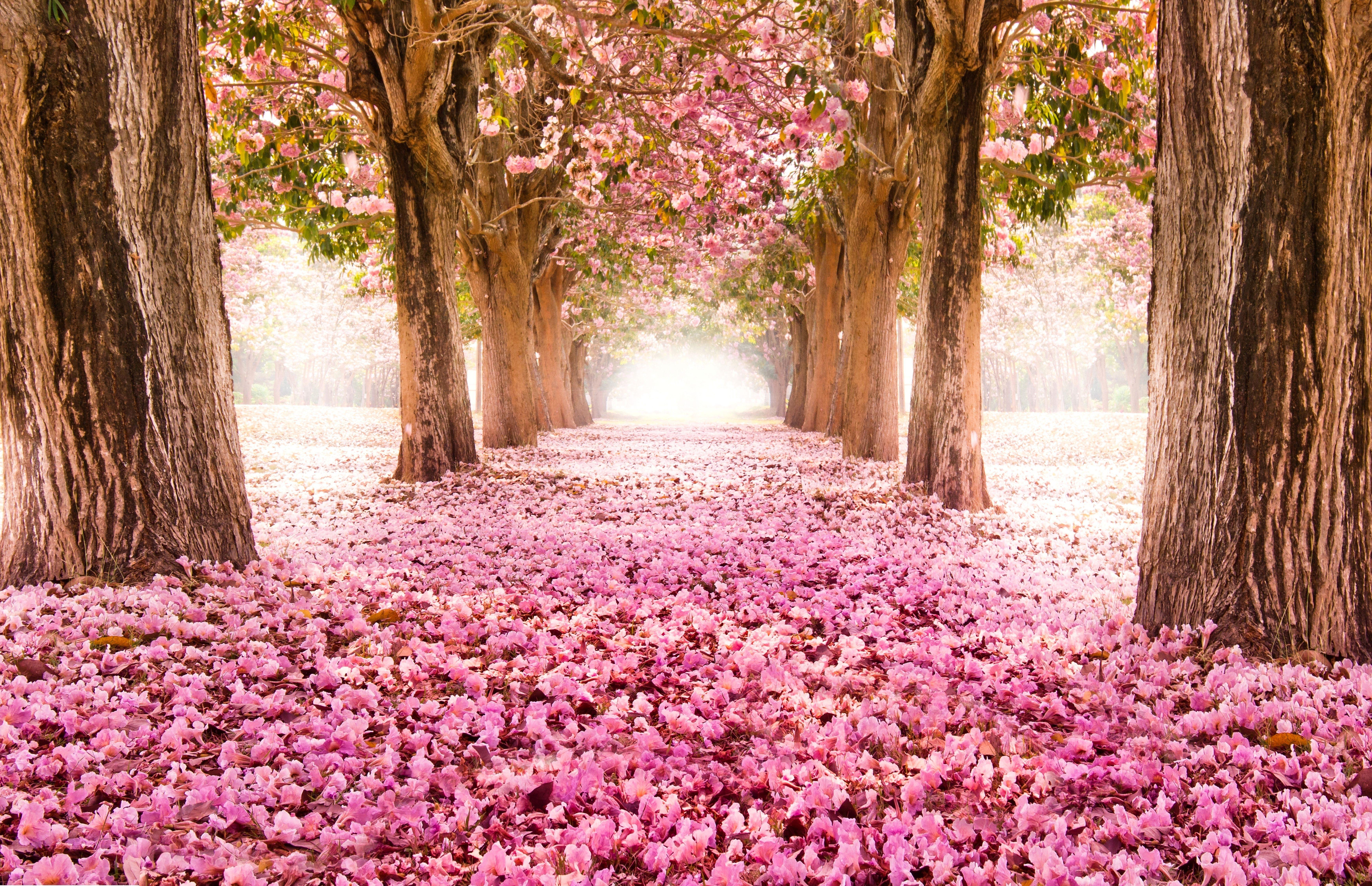 Sakura Wallpapers - Top Free Sakura Backgrounds - WallpaperAccess