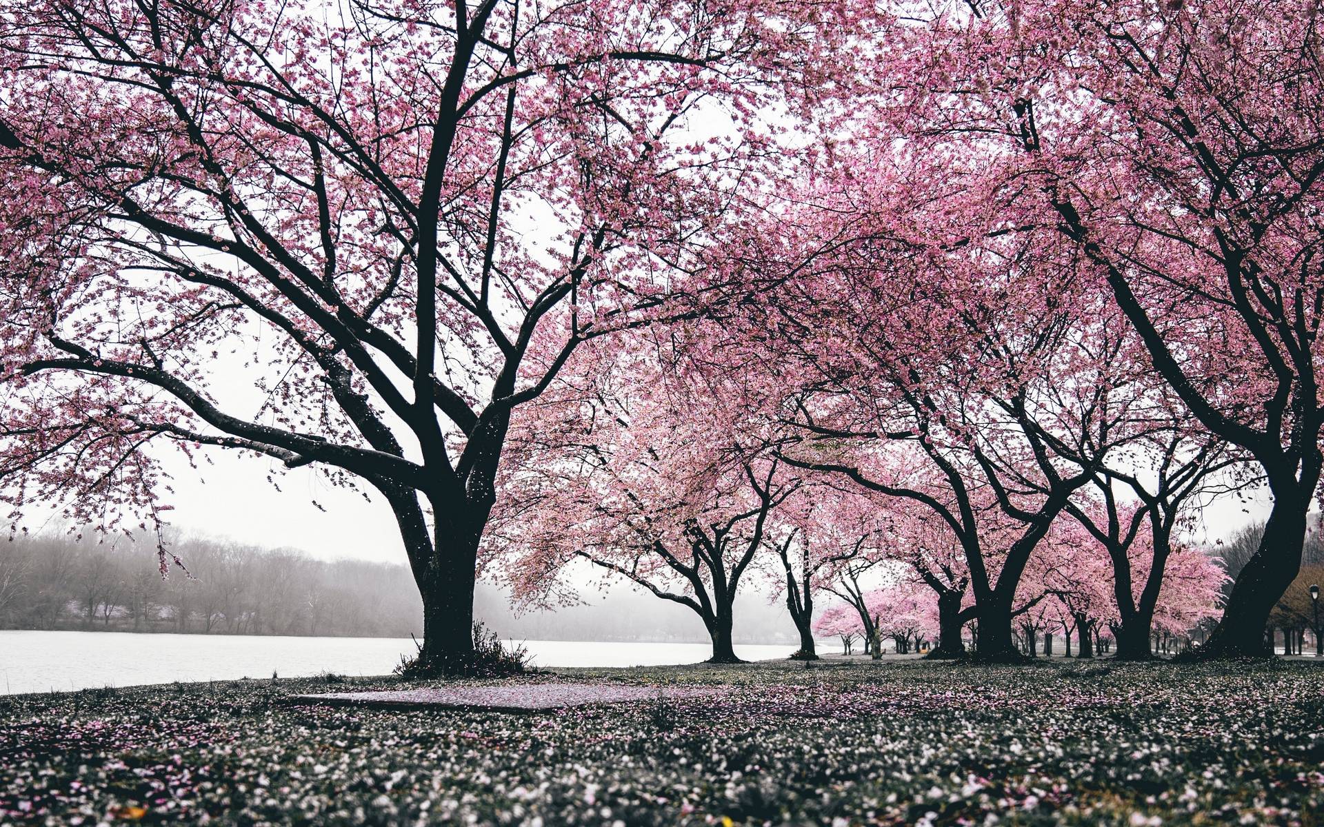 Japan Sakura Wallpapers - Top Free Japan Sakura Backgrounds ...