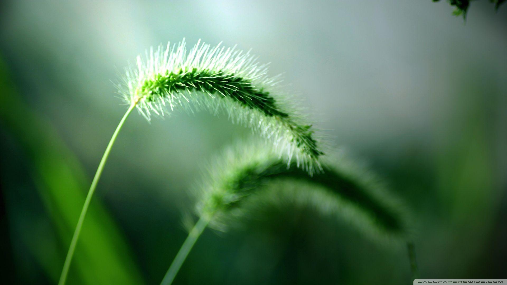 Fresh Wallpapers - Top Free Fresh Backgrounds - WallpaperAccess