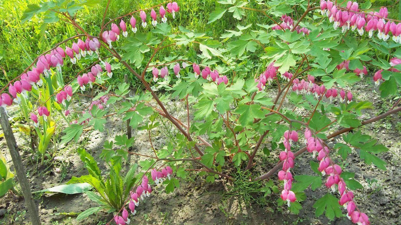 Rustic Wedding Wallpapers - Top Free Rustic Wedding Backgrounds ...