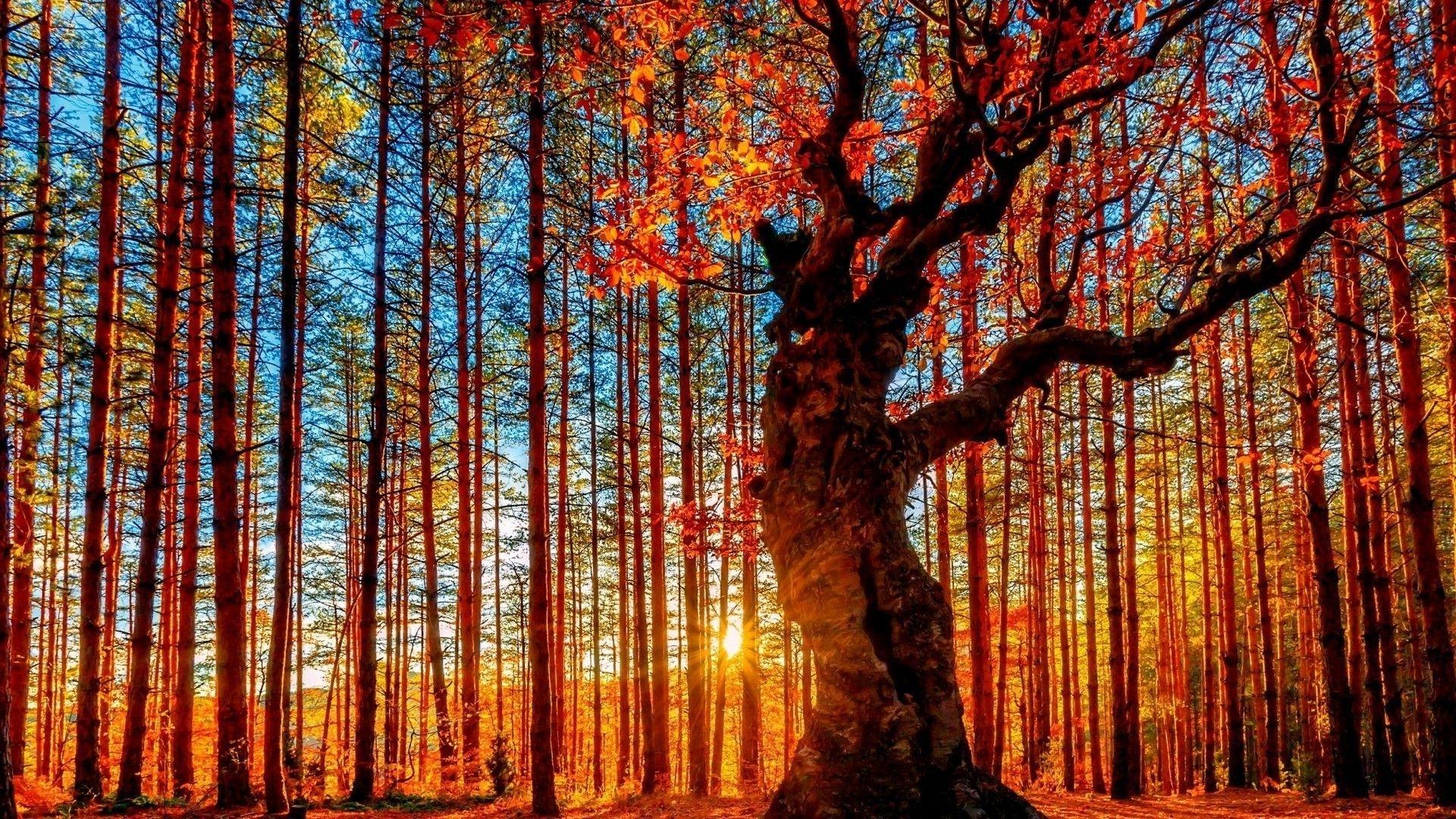 Bulgaria Nature Wallpapers - Top Free Bulgaria Nature Backgrounds ...
