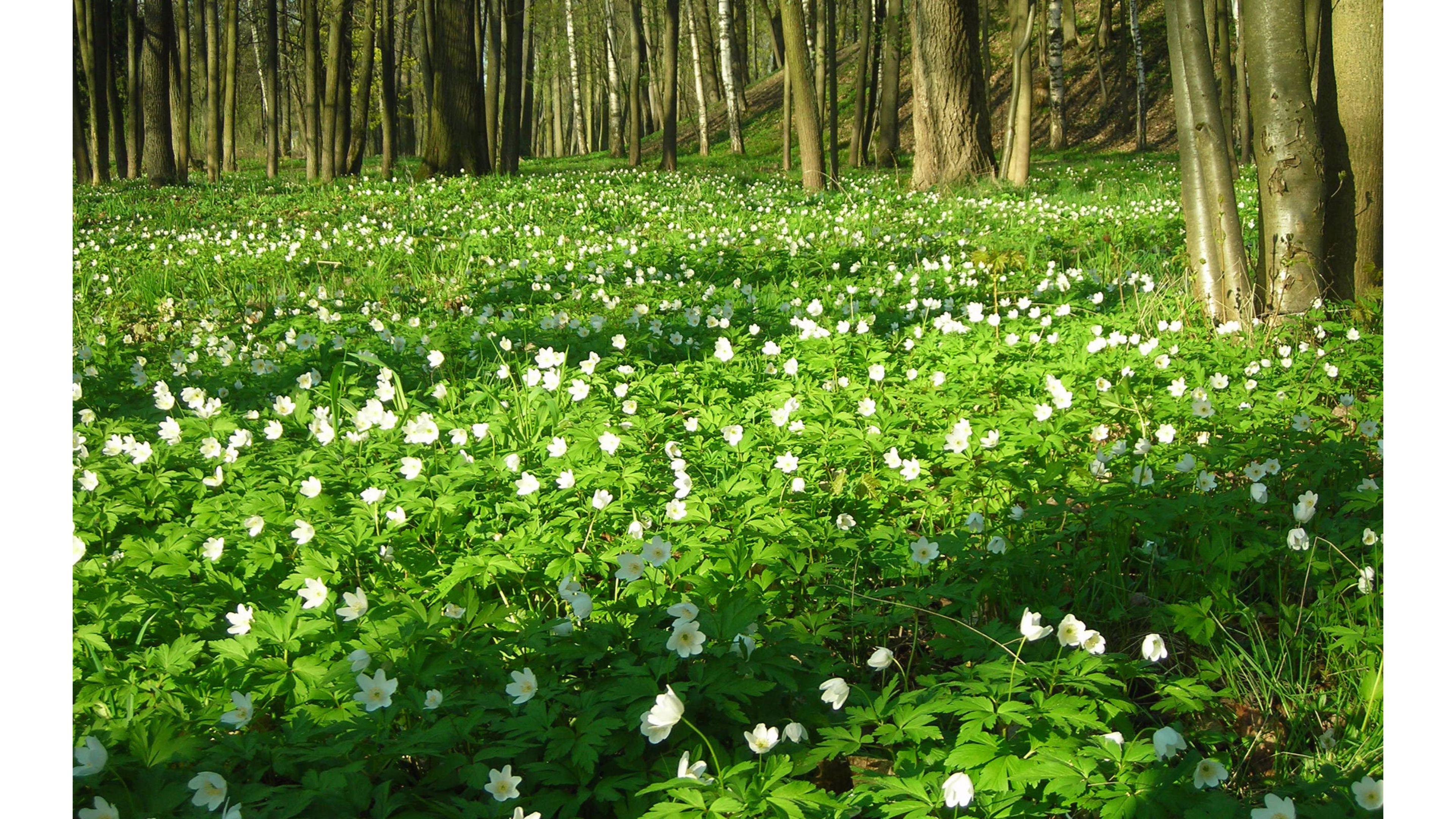 3840 X 2160 Spring Wallpapers - Top Free 3840 X 2160 Spring Backgrounds ...