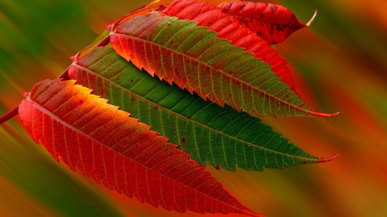 Red and Green Wallpapers - Top Free Red and Green Backgrounds ...
