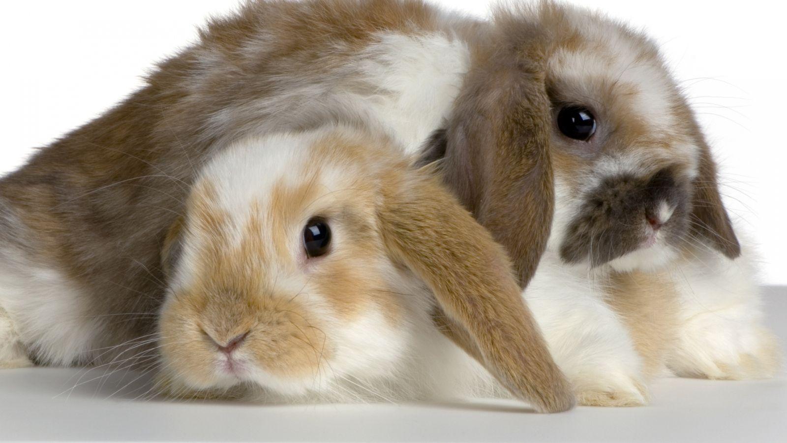 Bunnies Wallpapers - Top Free Bunnies Backgrounds - WallpaperAccess