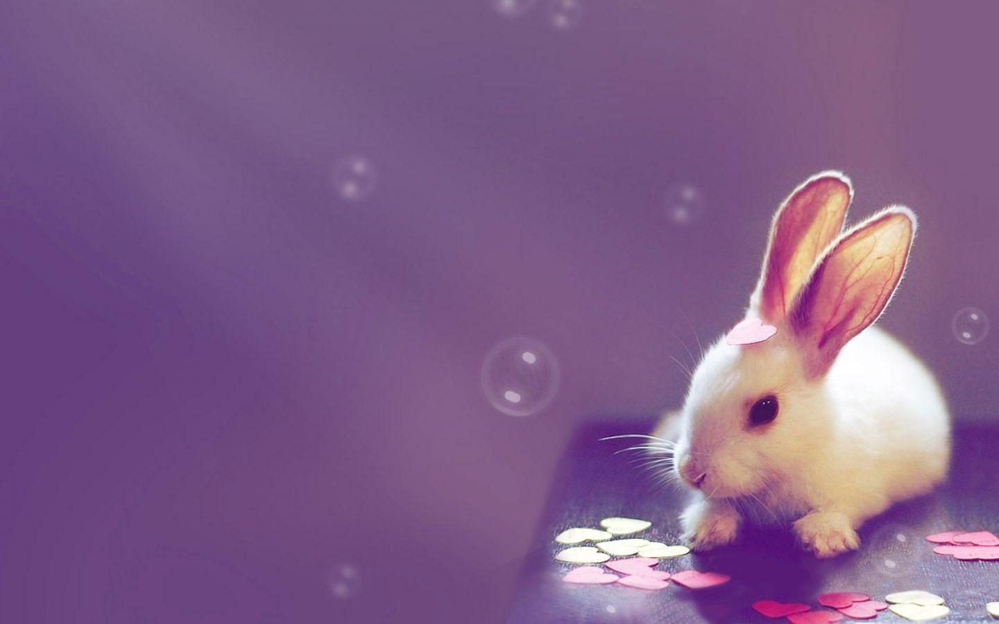 Bunnies Wallpapers - Top Free Bunnies Backgrounds - WallpaperAccess