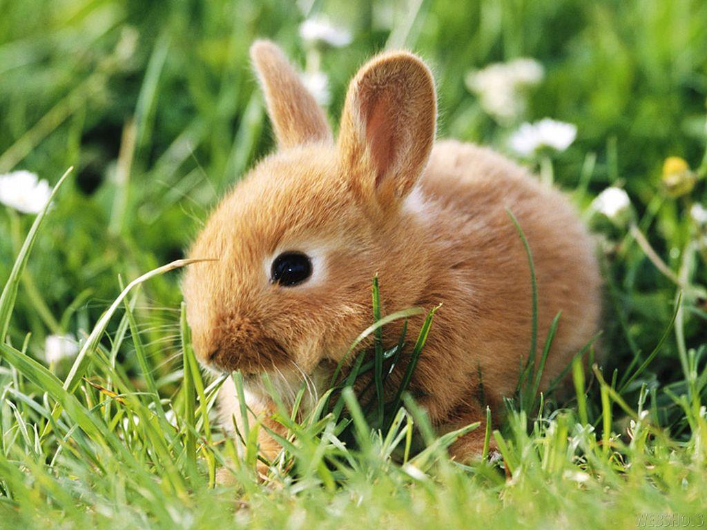 Bunnies Wallpapers - Top Free Bunnies Backgrounds - WallpaperAccess
