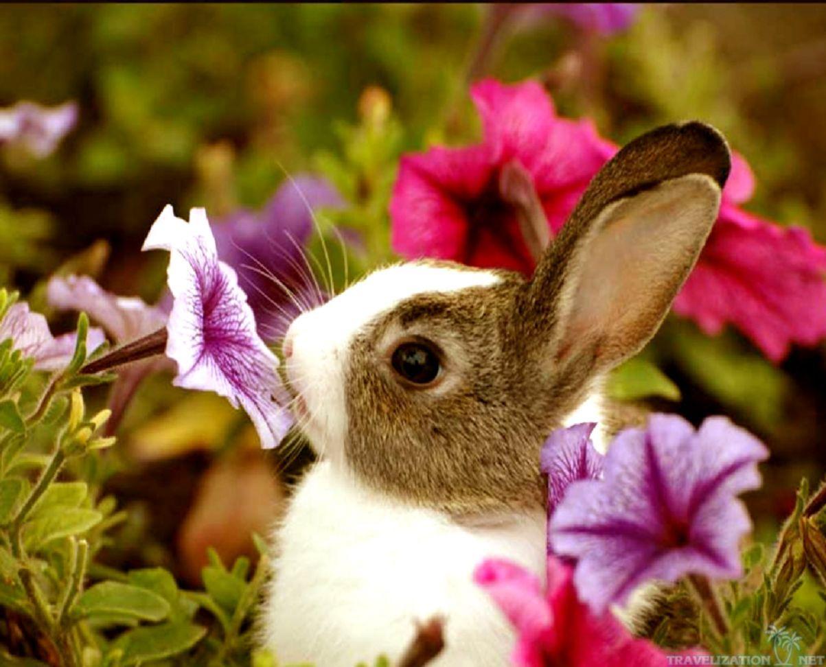 Bunnies Wallpapers - Top Free Bunnies Backgrounds - WallpaperAccess