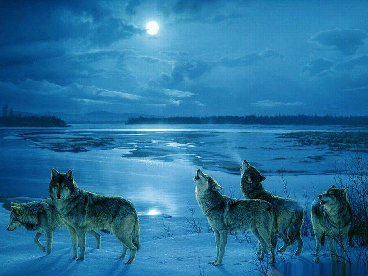 Water Wolf Wallpapers - Top Free Water Wolf Backgrounds - WallpaperAccess
