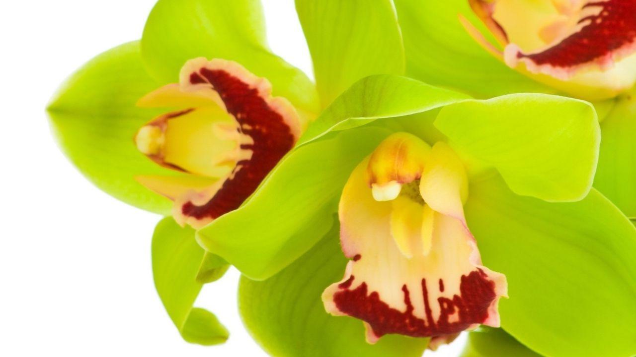 Green Orchid Wallpapers - Top Free Green Orchid Backgrounds - WallpaperAccess