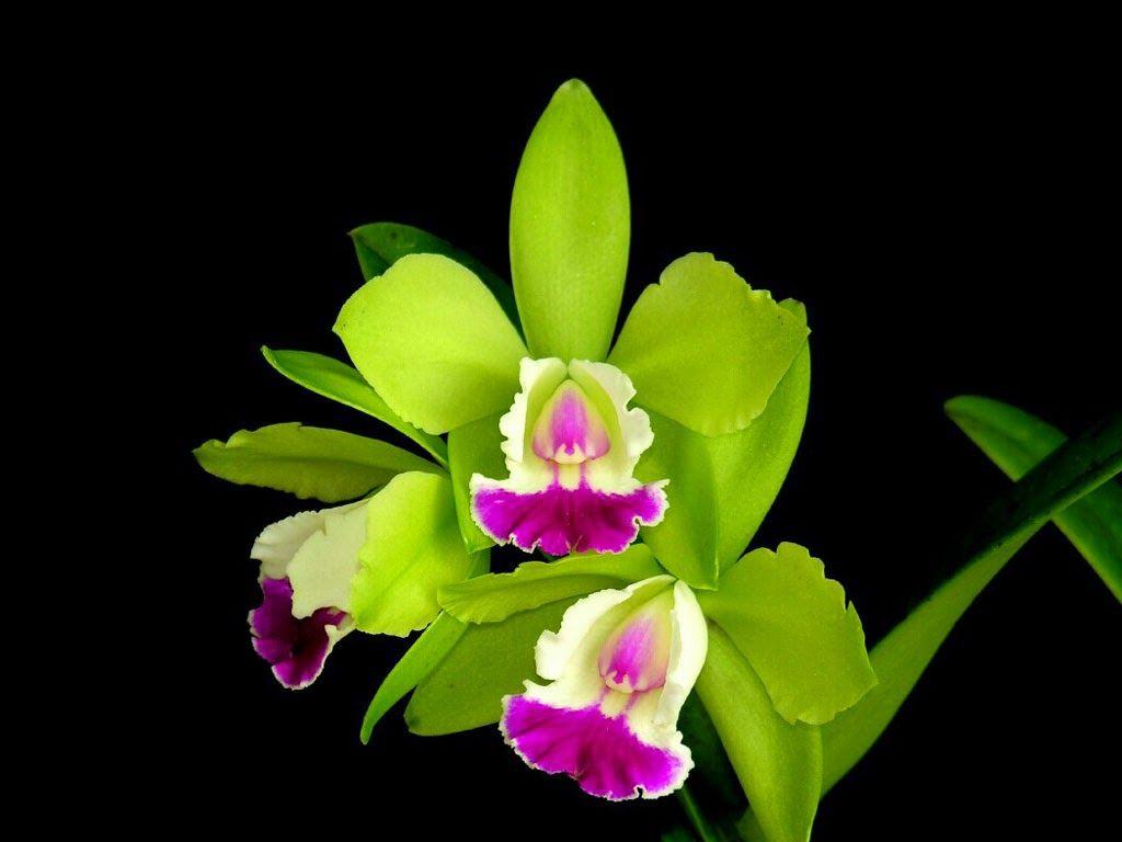 Green Orchid Wallpapers - Top Free Green Orchid Backgrounds - WallpaperAccess