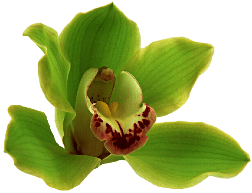 Green Orchid Wallpapers - Top Free Green Orchid Backgrounds - WallpaperAccess
