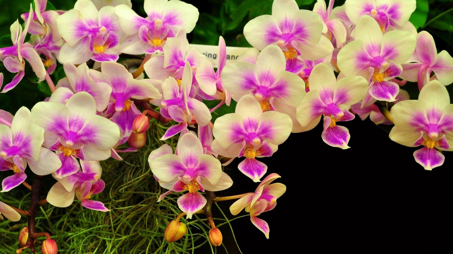 HD Orchid Wallpapers - Top Free HD Orchid Backgrounds - WallpaperAccess