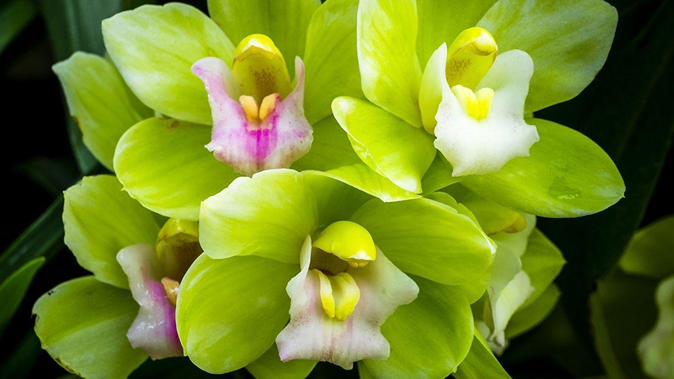 Green Orchid Wallpapers - Top Free Green Orchid Backgrounds - WallpaperAccess