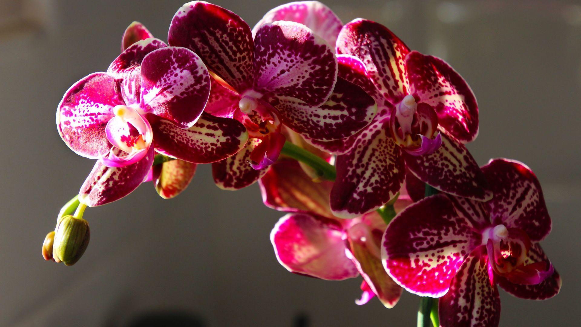 Red Orchid Wallpapers - Top Free Red Orchid Backgrounds - WallpaperAccess