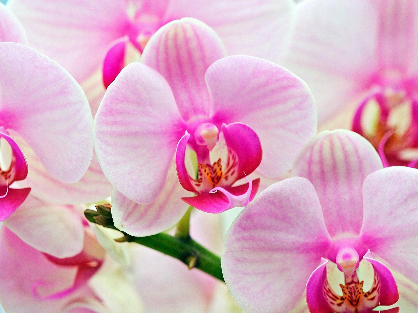HD Orchid Wallpapers - Top Free HD Orchid Backgrounds - WallpaperAccess
