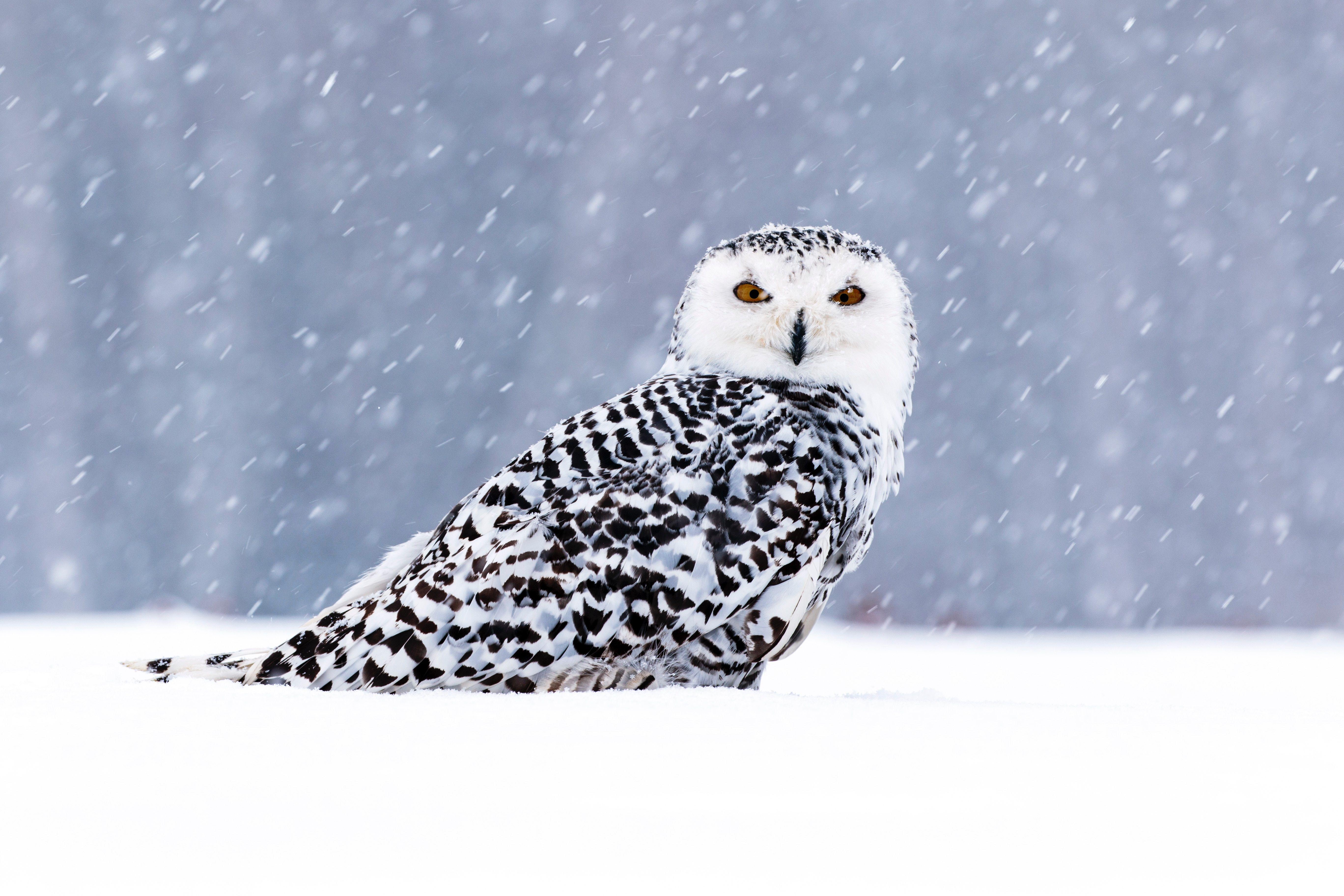 Winter Owl Wallpapers - Top Free Winter Owl Backgrounds - WallpaperAccess