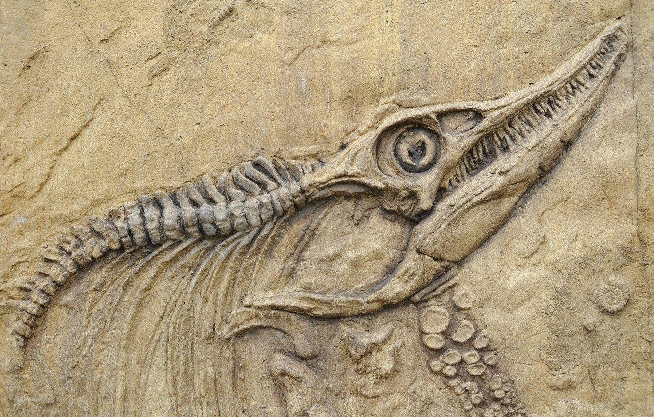 Fossil Wallpapers - Top Free Fossil Backgrounds - WallpaperAccess