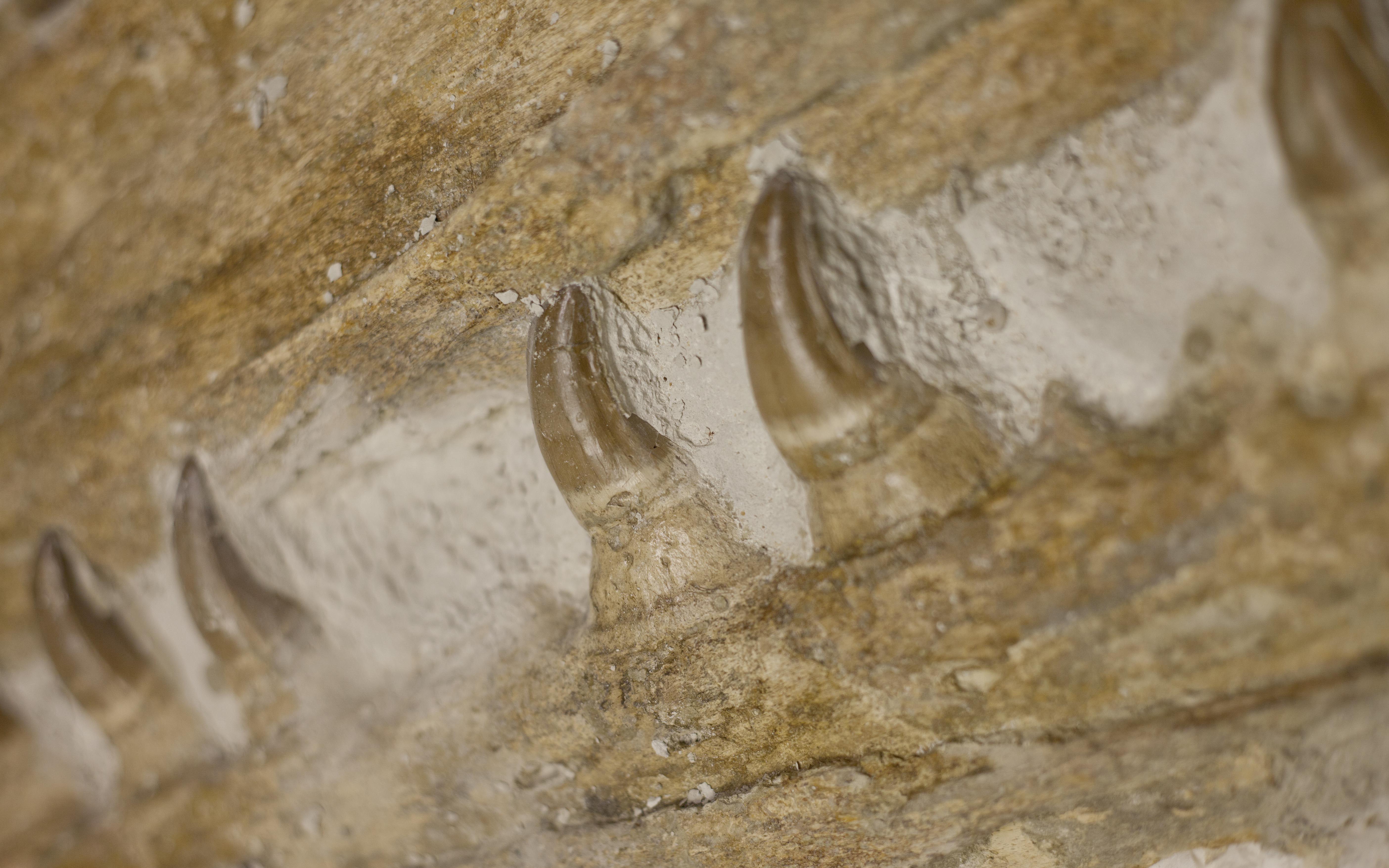 Fossil Wallpapers - Top Free Fossil Backgrounds - WallpaperAccess