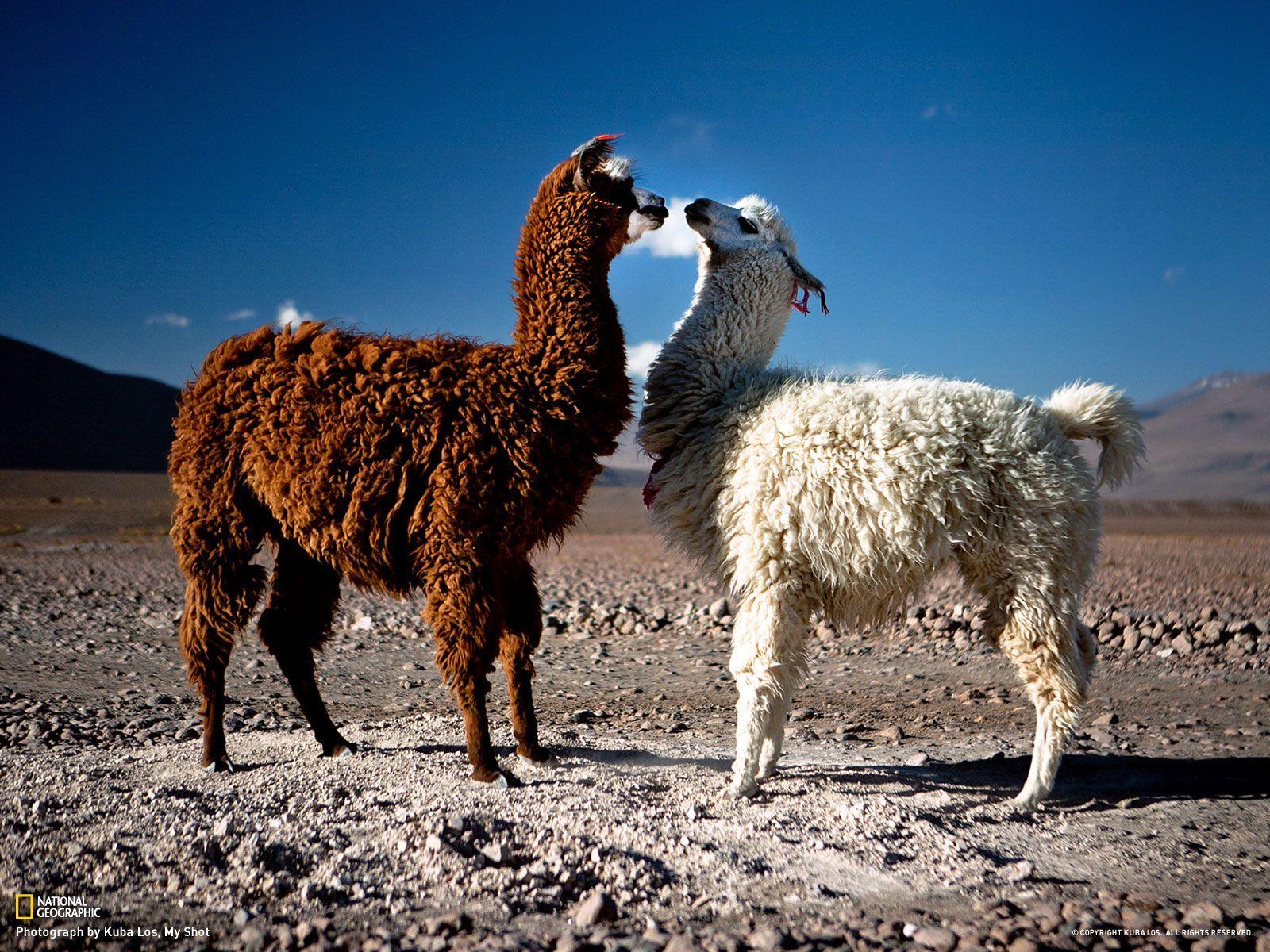 Bolivia Wallpapers - Top Free Bolivia Backgrounds - WallpaperAccess