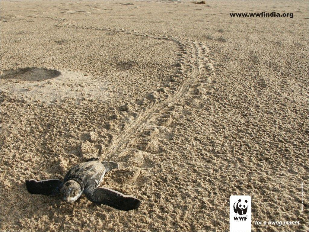 WWF Wallpapers - Top Free WWF Backgrounds - WallpaperAccess