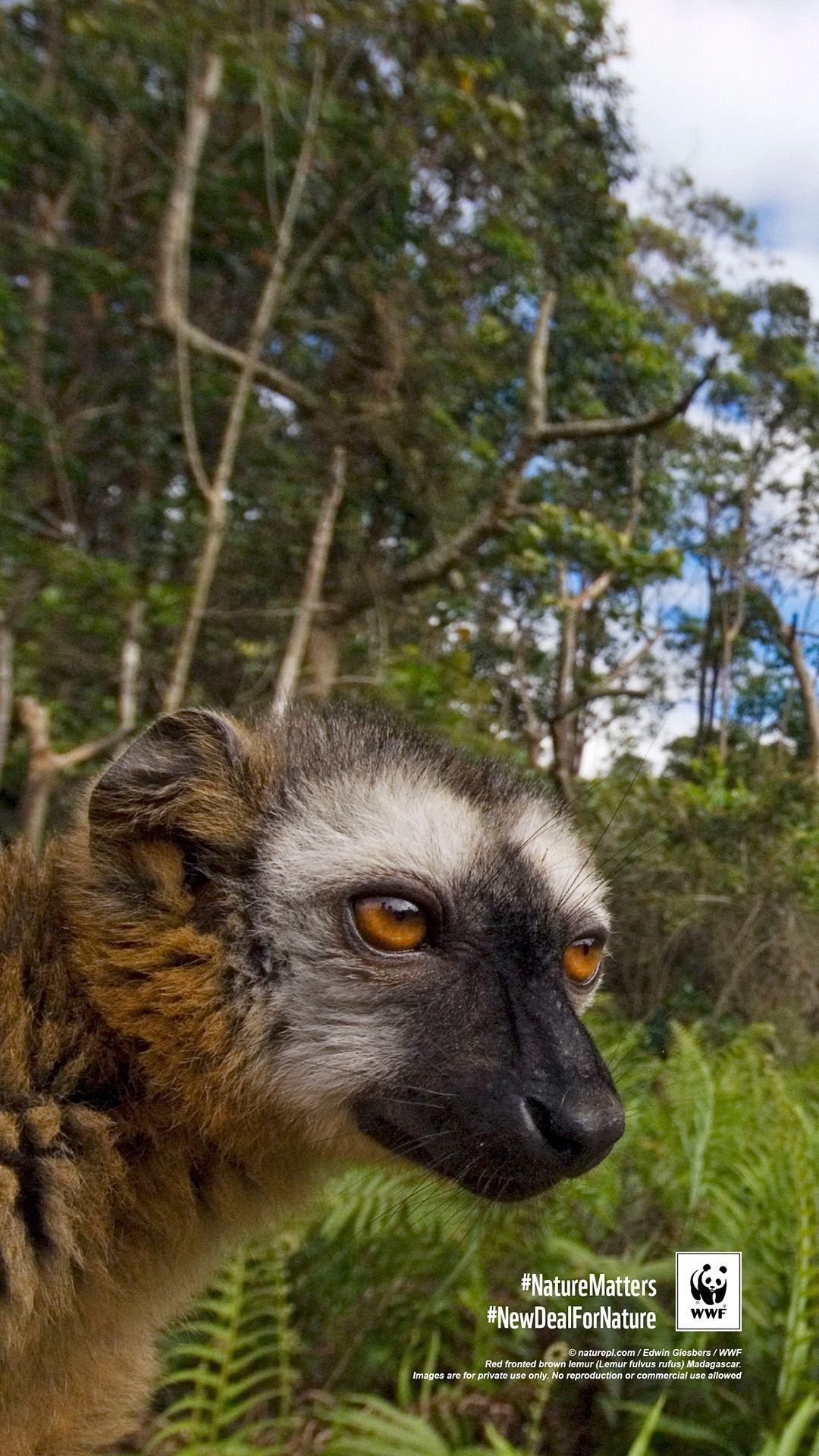 WWF Wallpapers - Top Free WWF Backgrounds - WallpaperAccess